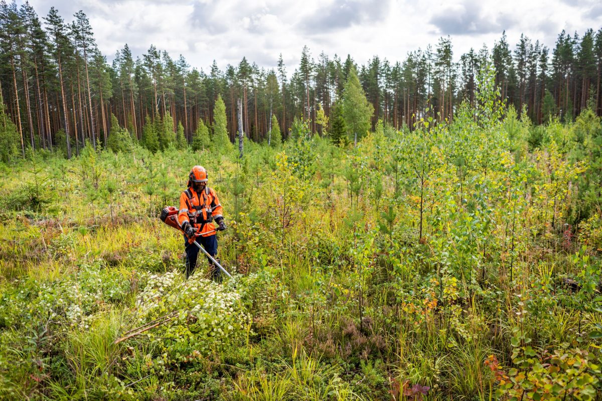 Mitä uutta metka - metsätalouden kannustejärjestelmä tuo mukanaan ...