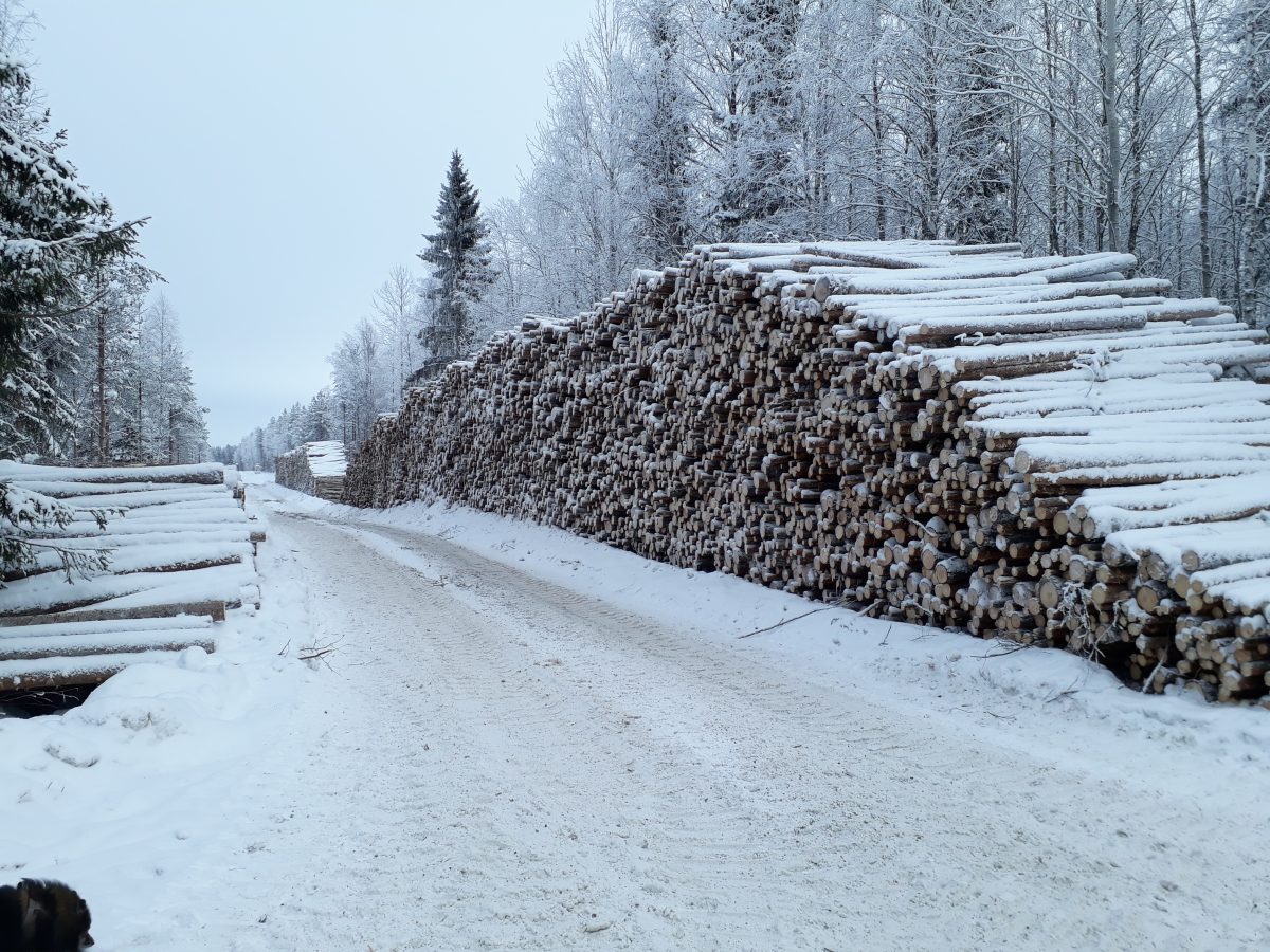 Odotettavissa vilkas puukauppavuosi 2023 - Metsänhoitoyhdistys Kainuu