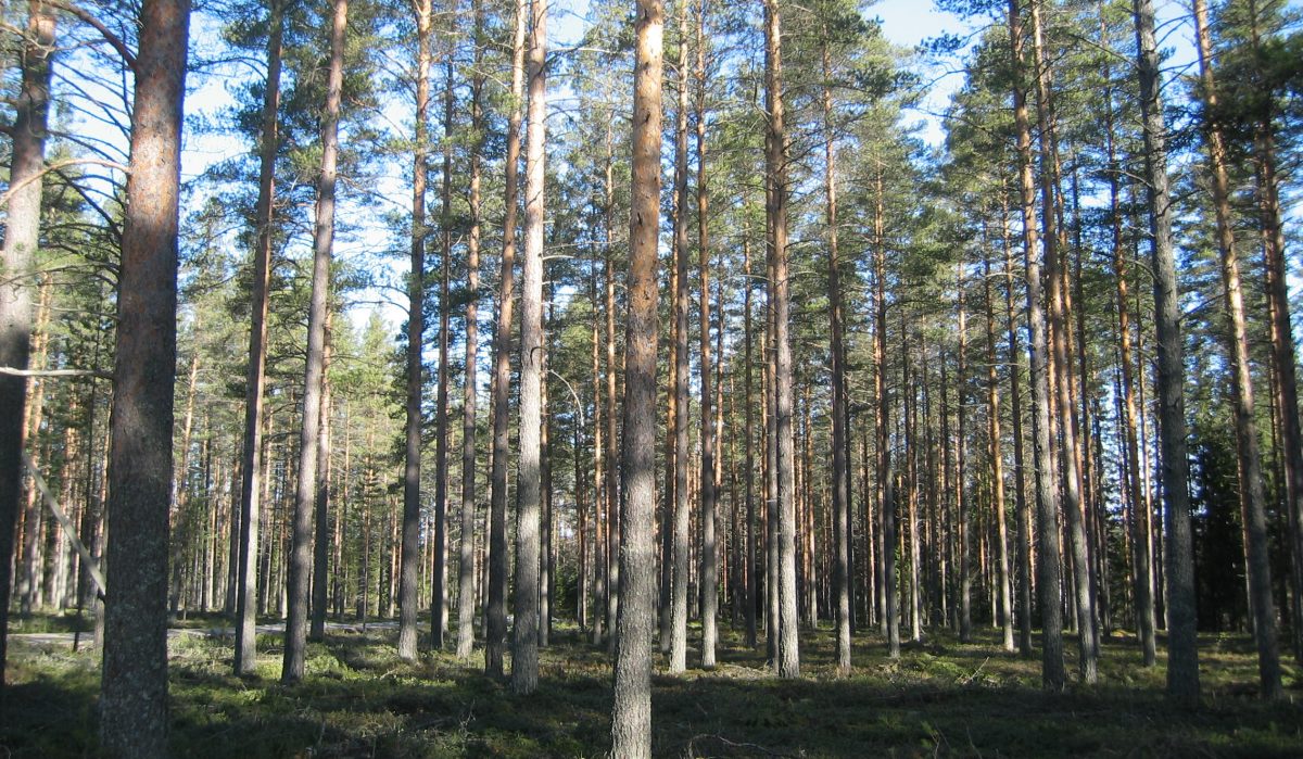 Yhteismetsä Metso - Metsänhoitoyhdistys Keski-Suomi