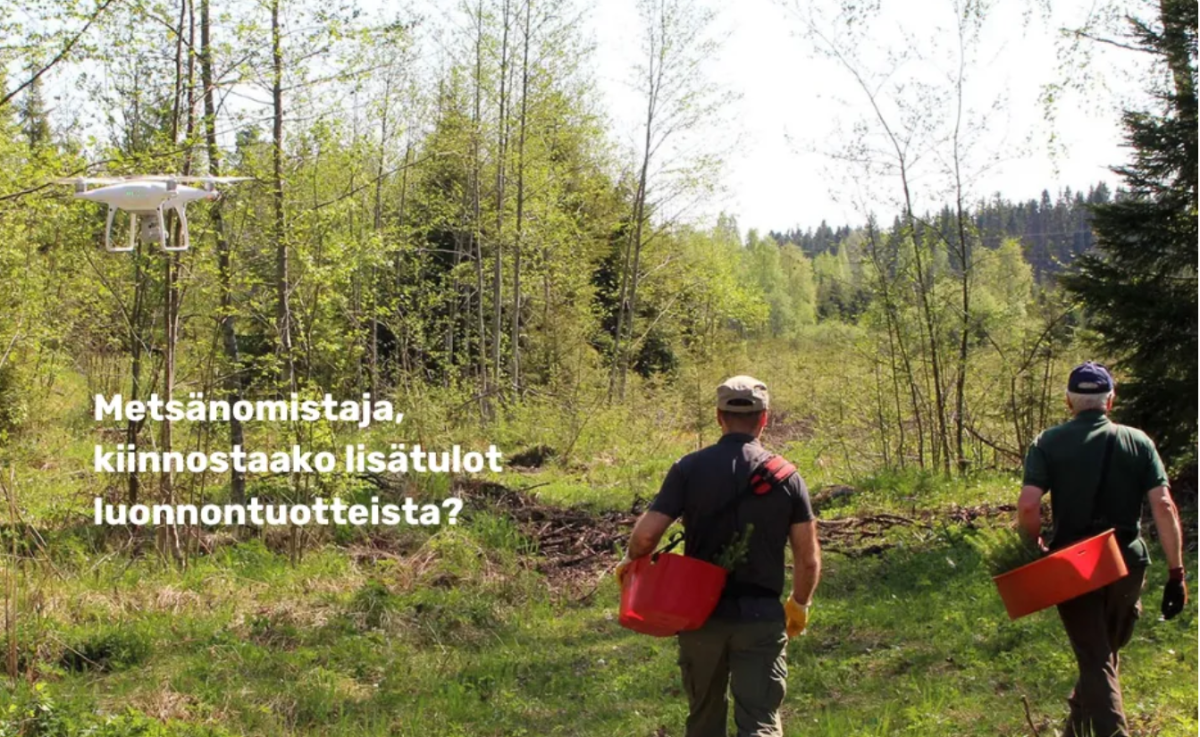 Metsäkeskus selvittää metsänomistajien halukkuutta luonnontuotteiden hyödyntämiseen pohjoisessa ...