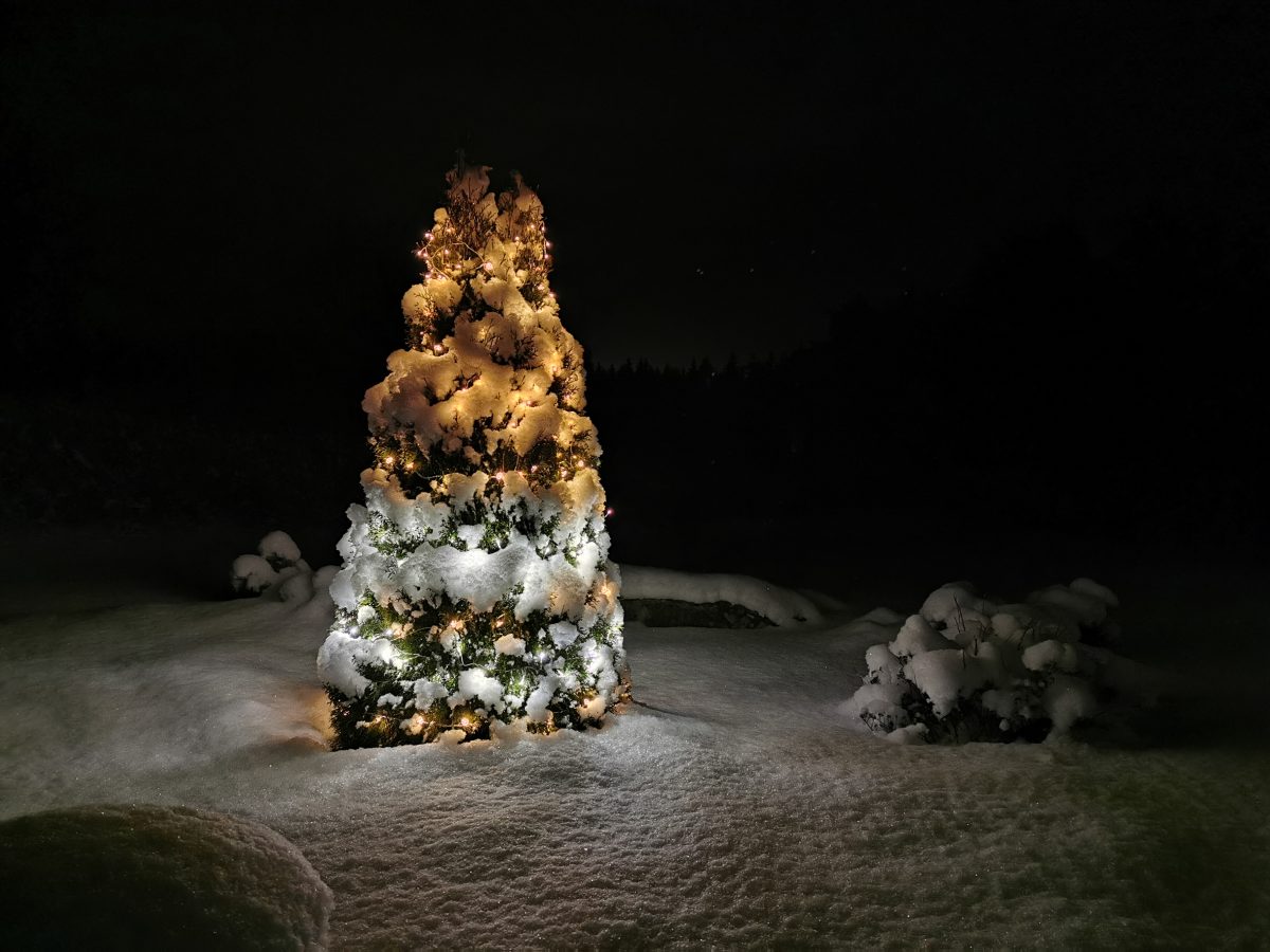 Rauhaisaa joulua ja kiitokset metsävuodesta 2023! - Metsänhoitoyhdistys ...